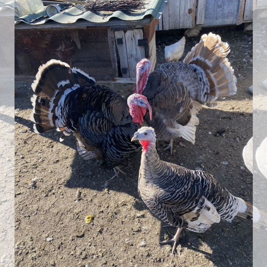 Индюк, гуси, утки Черри велли, бродер