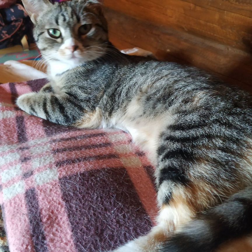 Котёнок Грейси очень ждёт своих котородителей