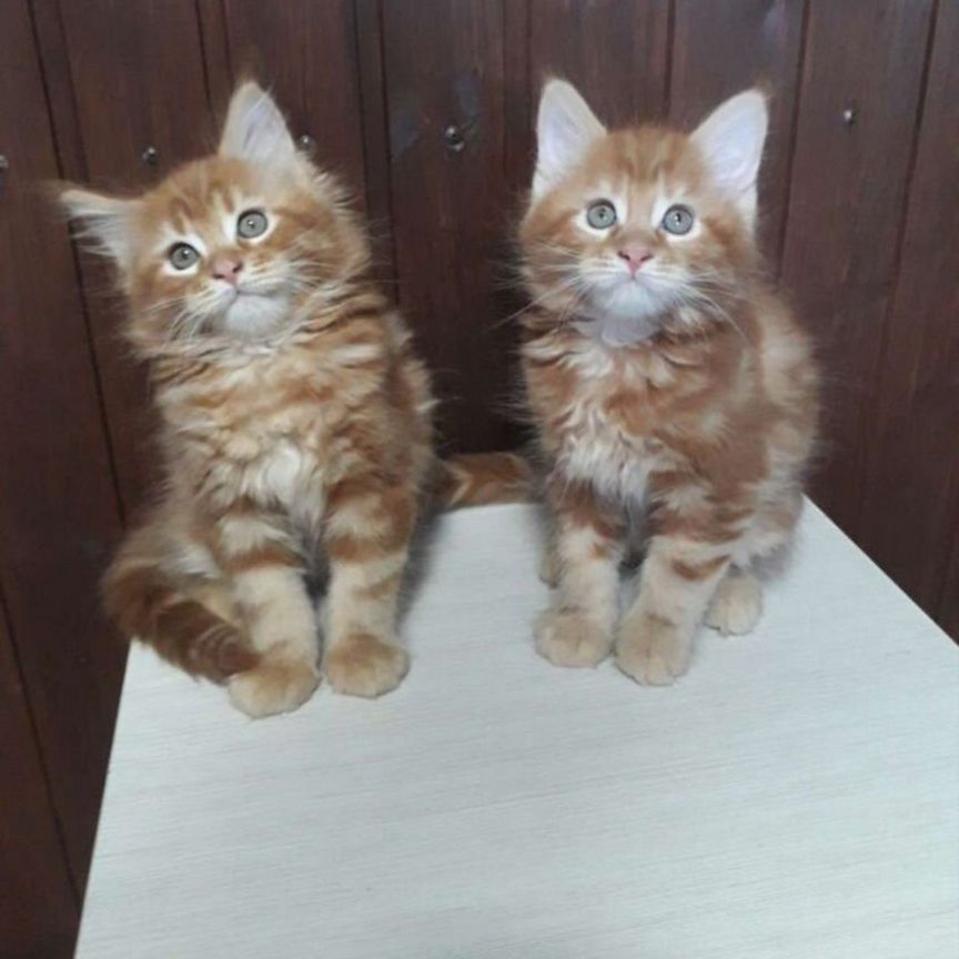 Котята мейн-кун