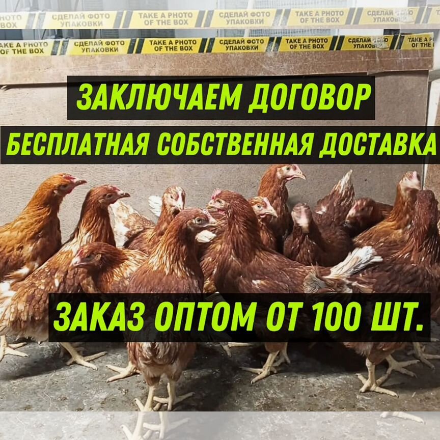 Курочки несушки в рассрочку