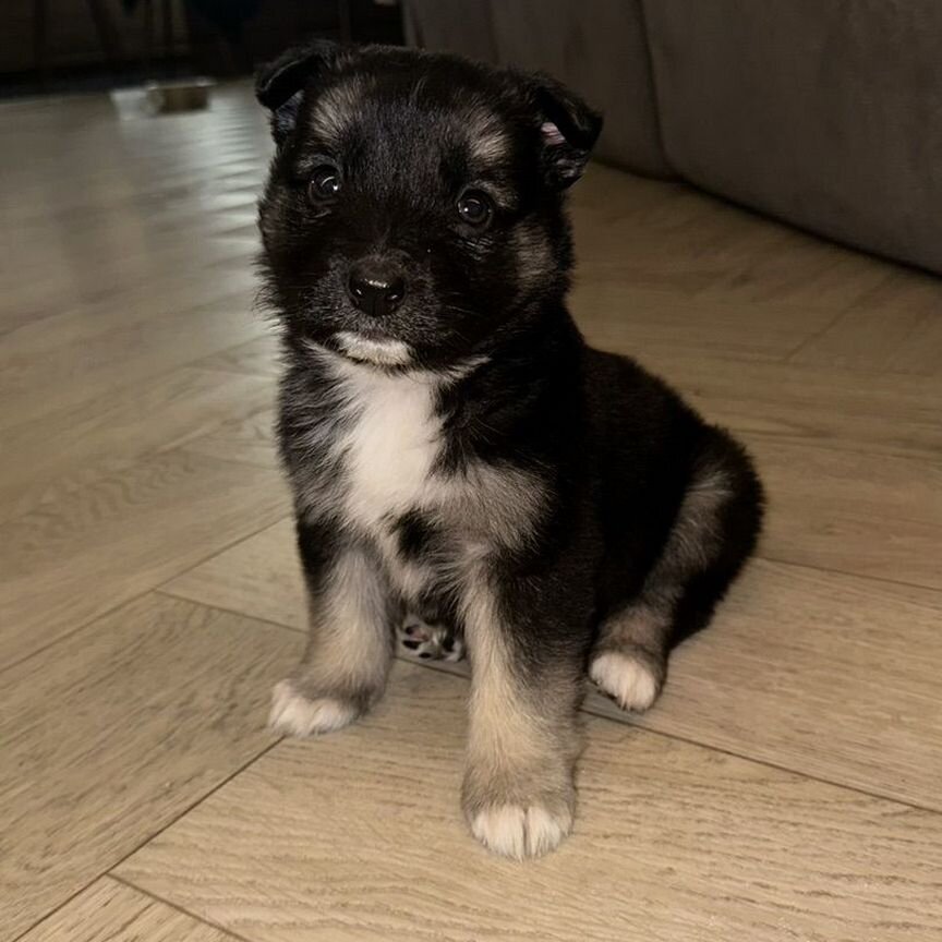 Щенок девочка в добрые руки бесплатно