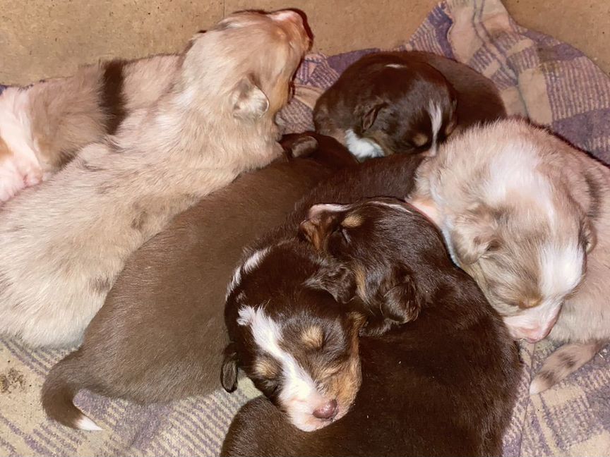 Аусси Австралийская Овчарка