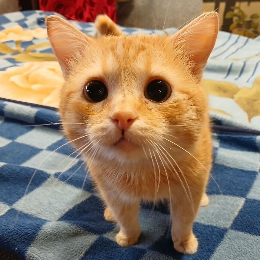 Взрослый кот в добрые руки