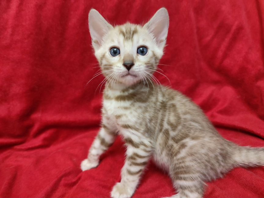 Бенгальские котята