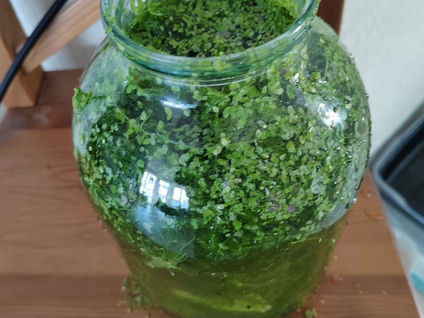 Растения для аквариума