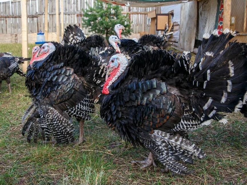 Бронзовая широкогрудая