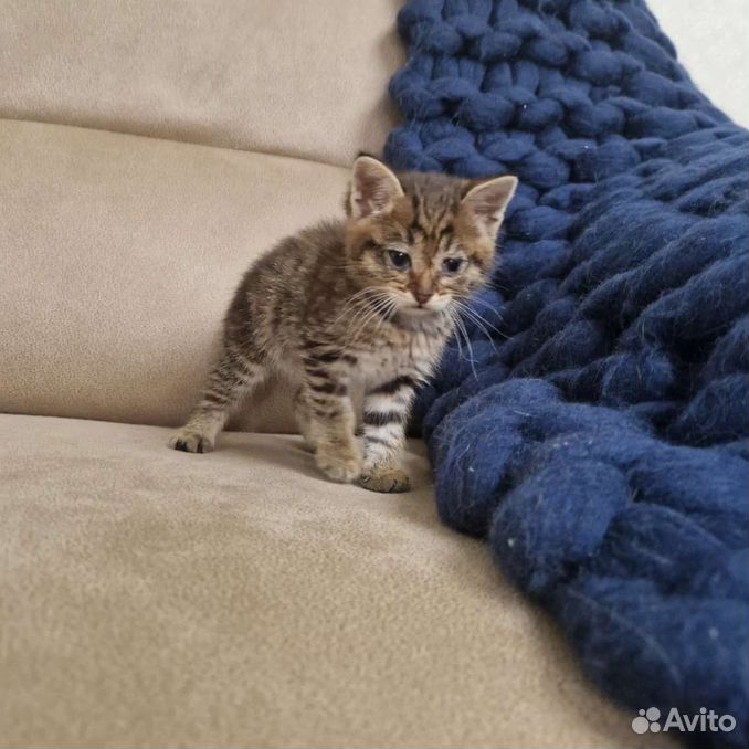 Котёнок очень ждёт своего друга