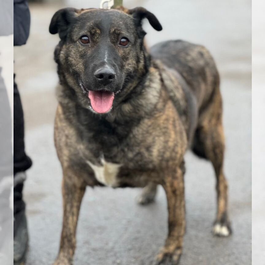 Собака из приюта