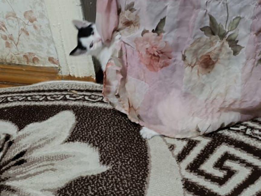 Котята в добрые руки бесплатно