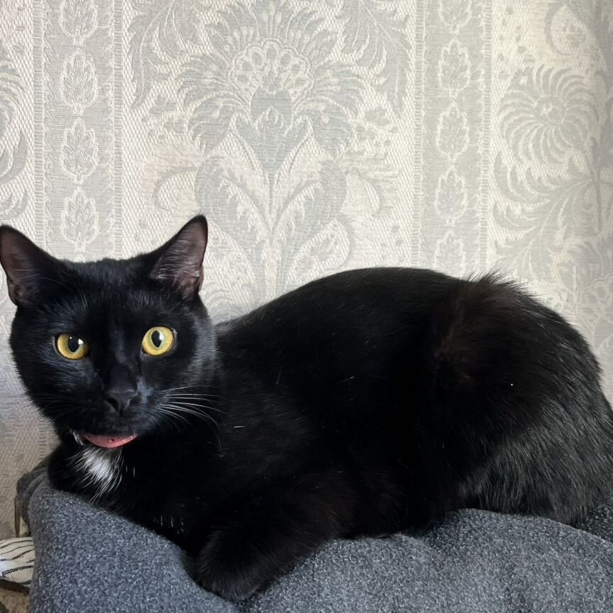 Бомбейская кошка вязка