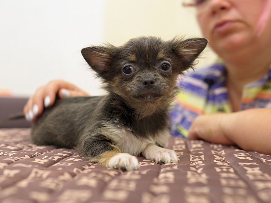 Чихуахуа длинношёрстная девочка 3 месяца