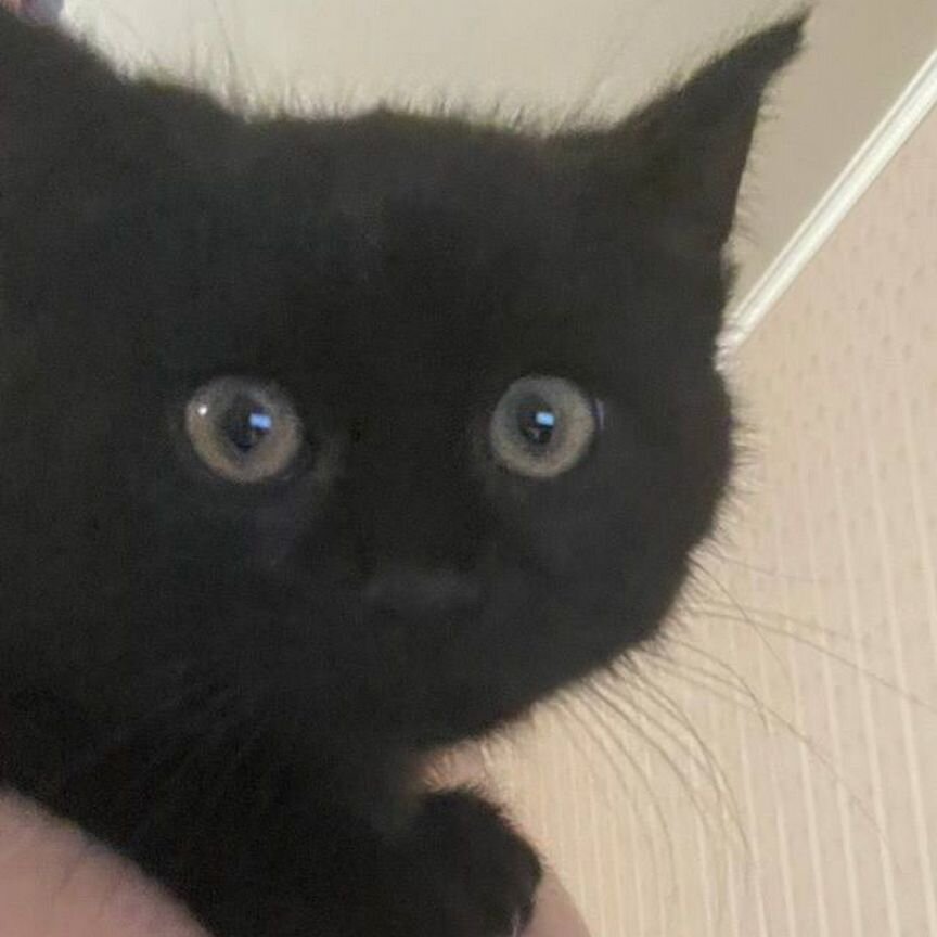 Отдам котенка(дев.)