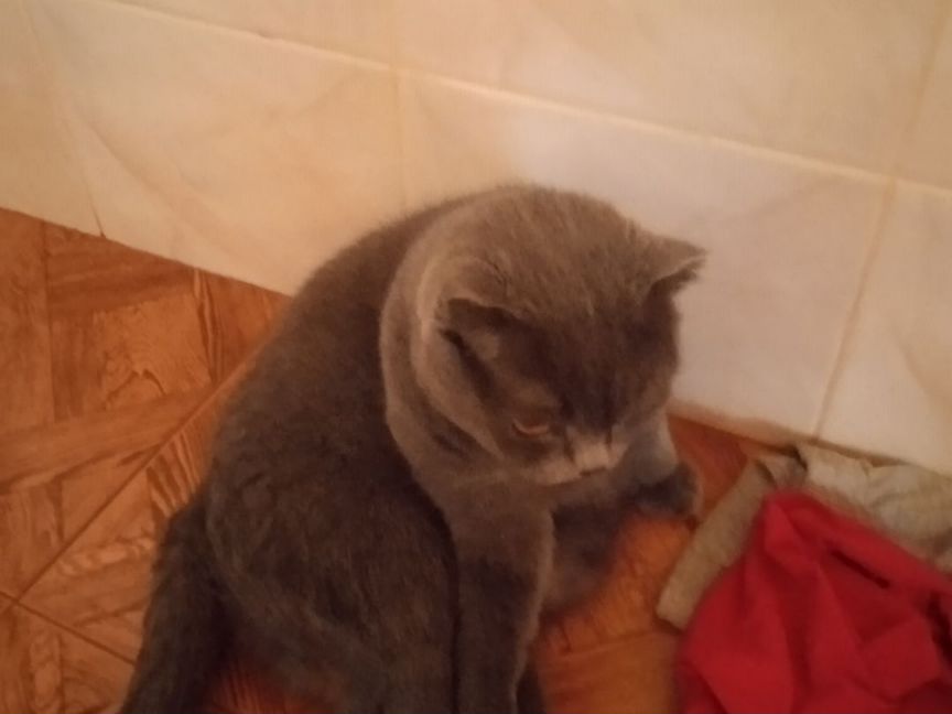 Котята чистокровные, вислоухие