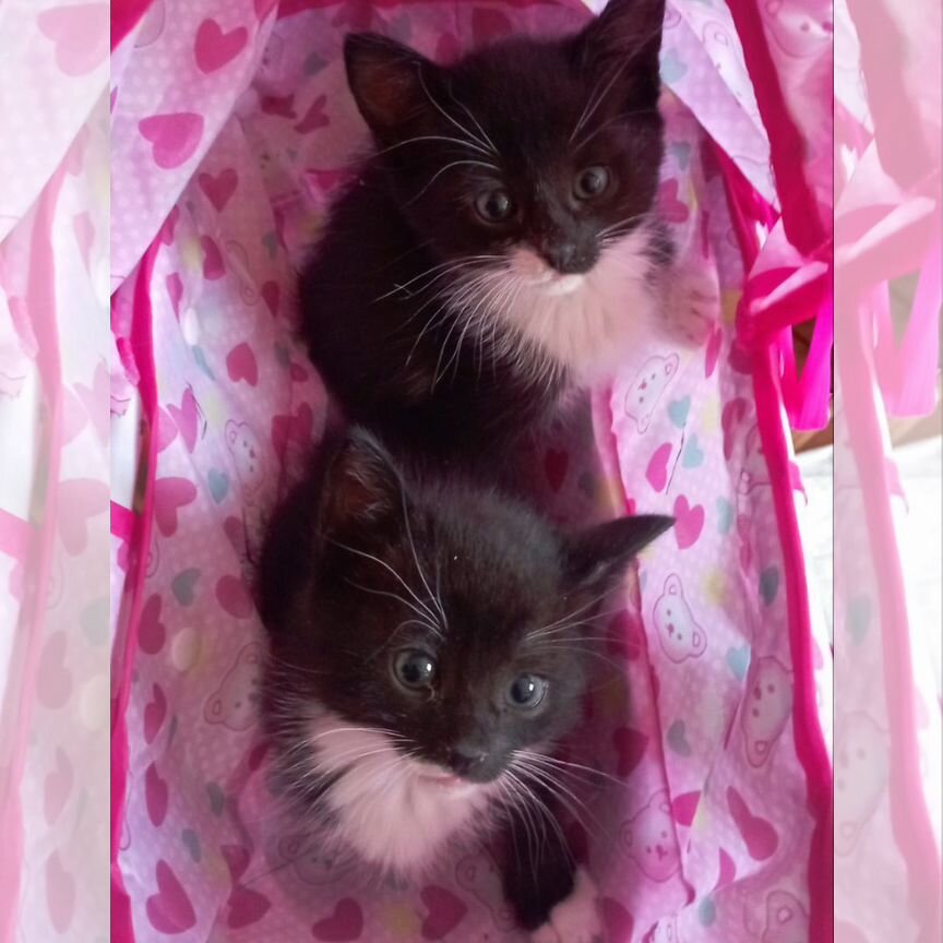 Котята в добрые руки