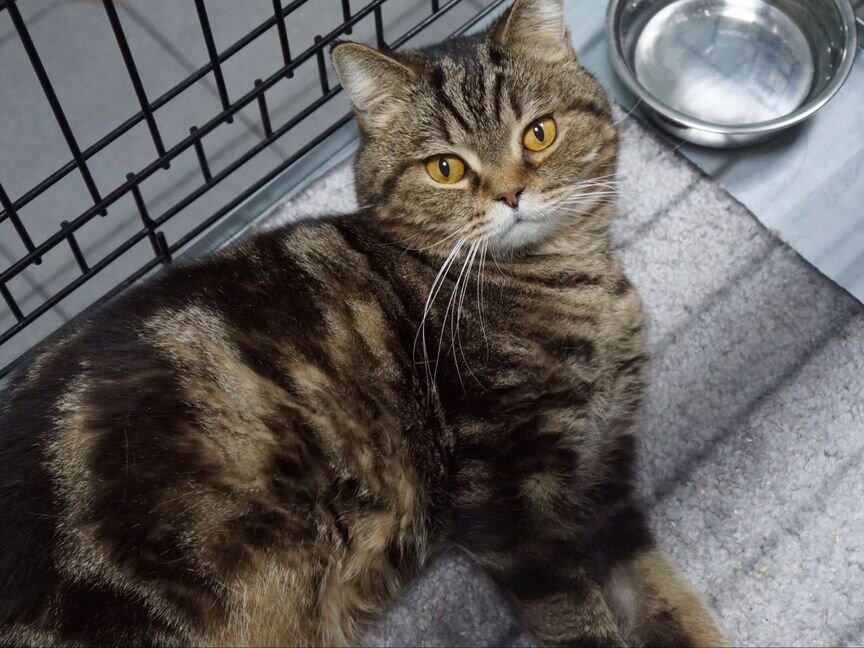 Котик в добрые и ответственные руки