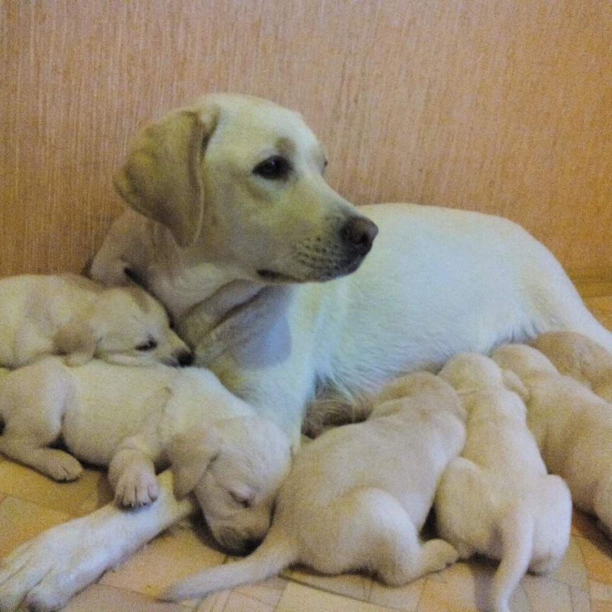 Лабрадор кобелек