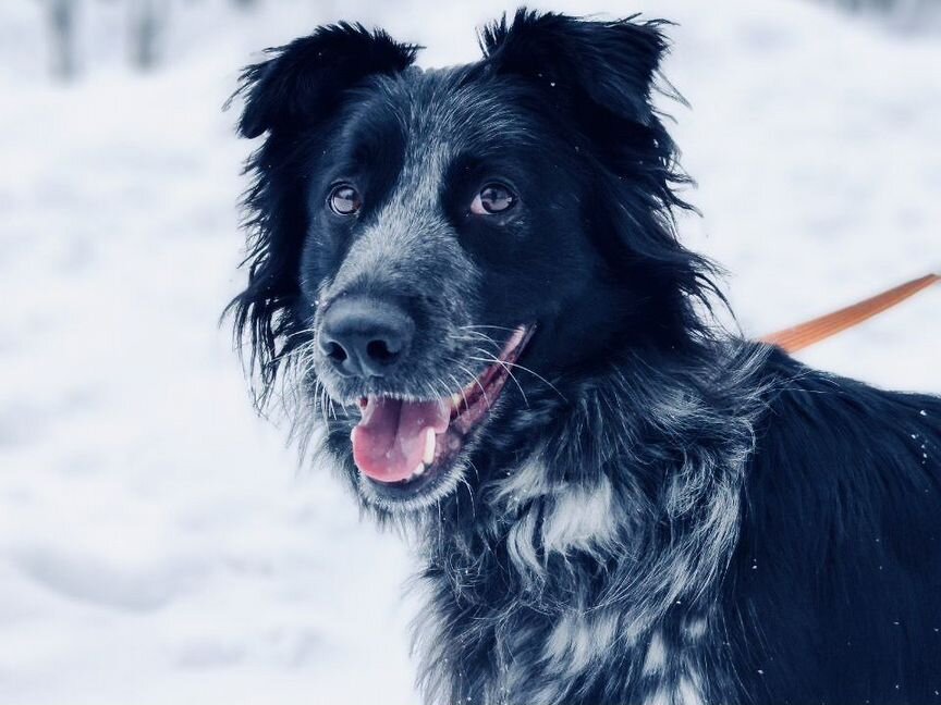 Изумительный пёс в ожидании человека