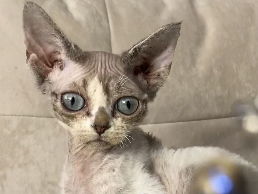 Девон-рекс шикарнач девочка