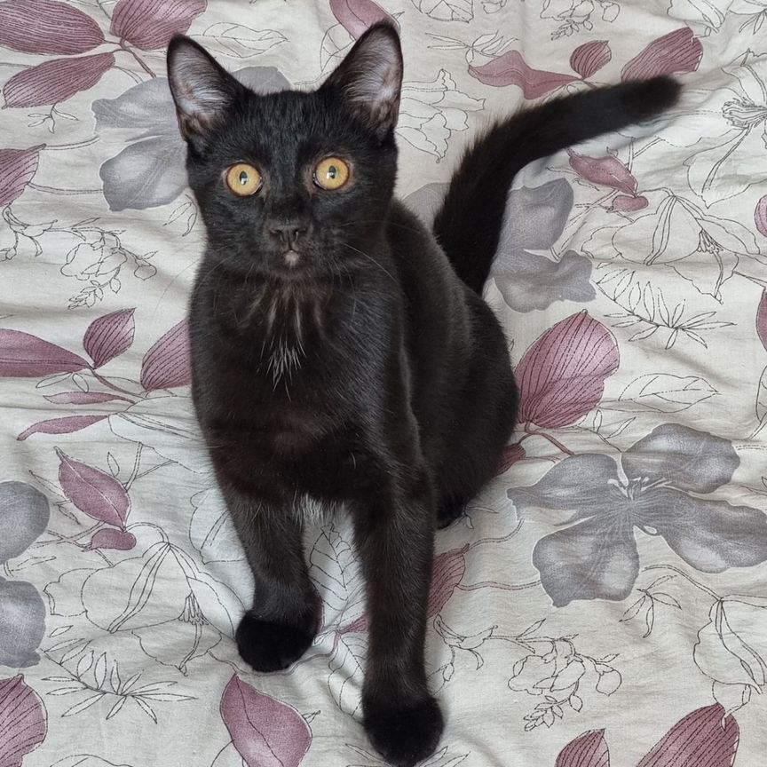 Котёнок в добрые руки