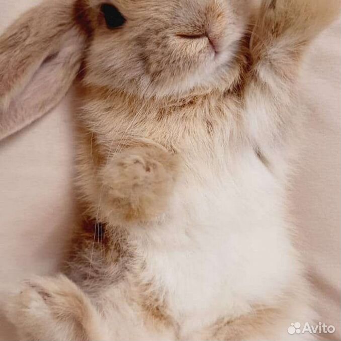 Декоративные кролики вислоухие