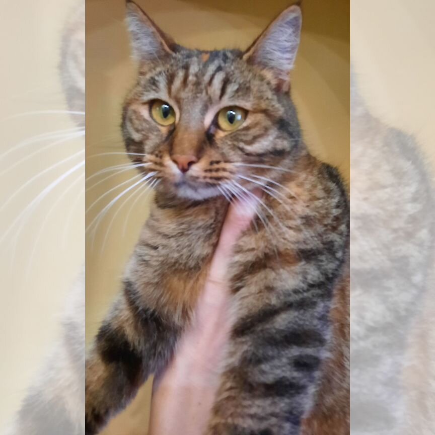 Отдам в добрые руки кошку 2 г, чистая стерилизован