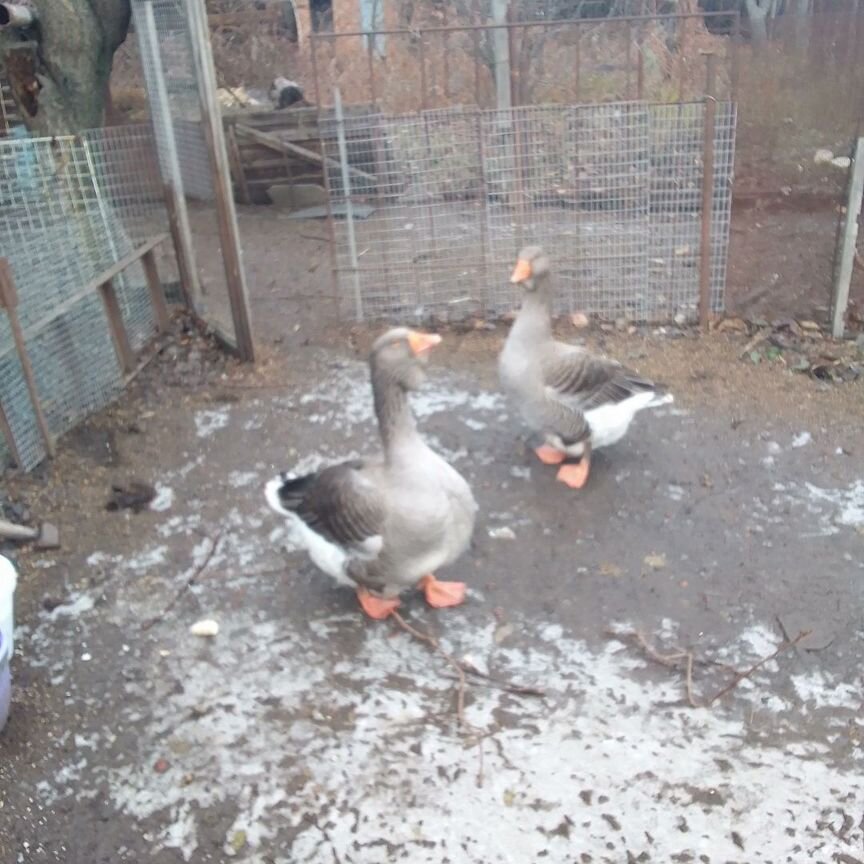 Гуси тулузы