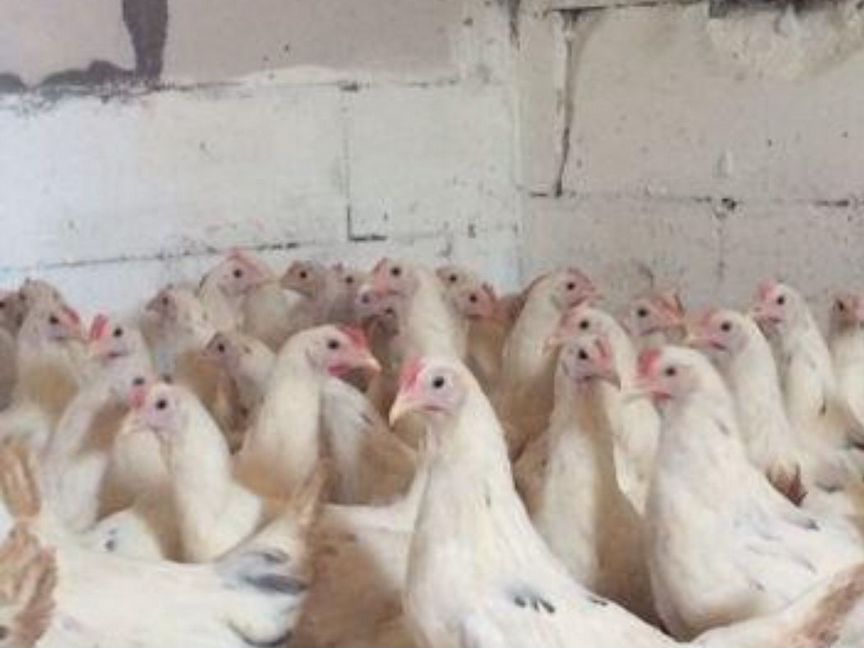 Куры несушки продам