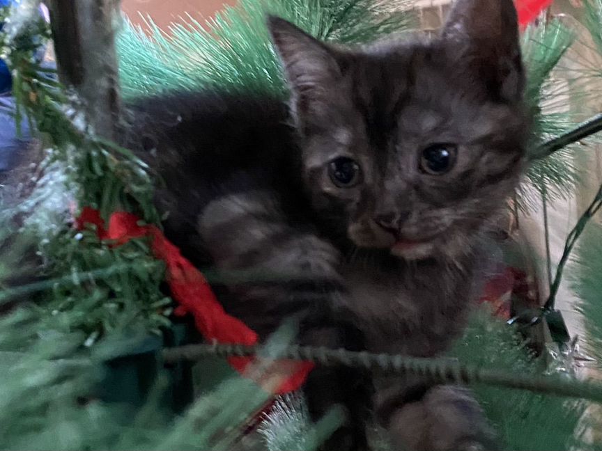 Котята британцы