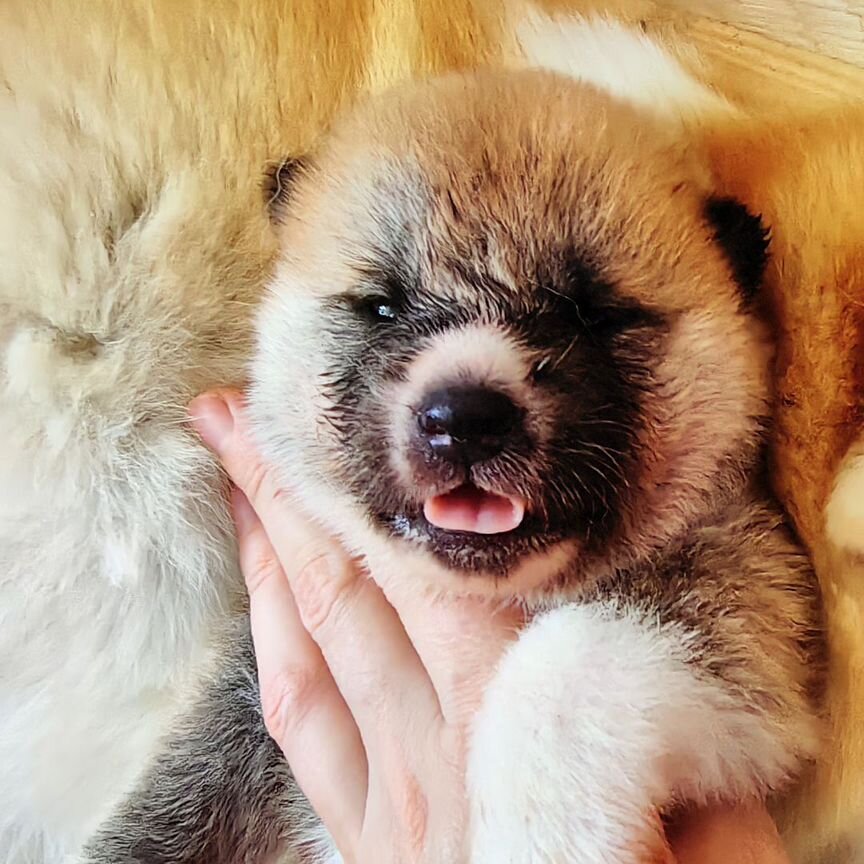 Щенки акита ину