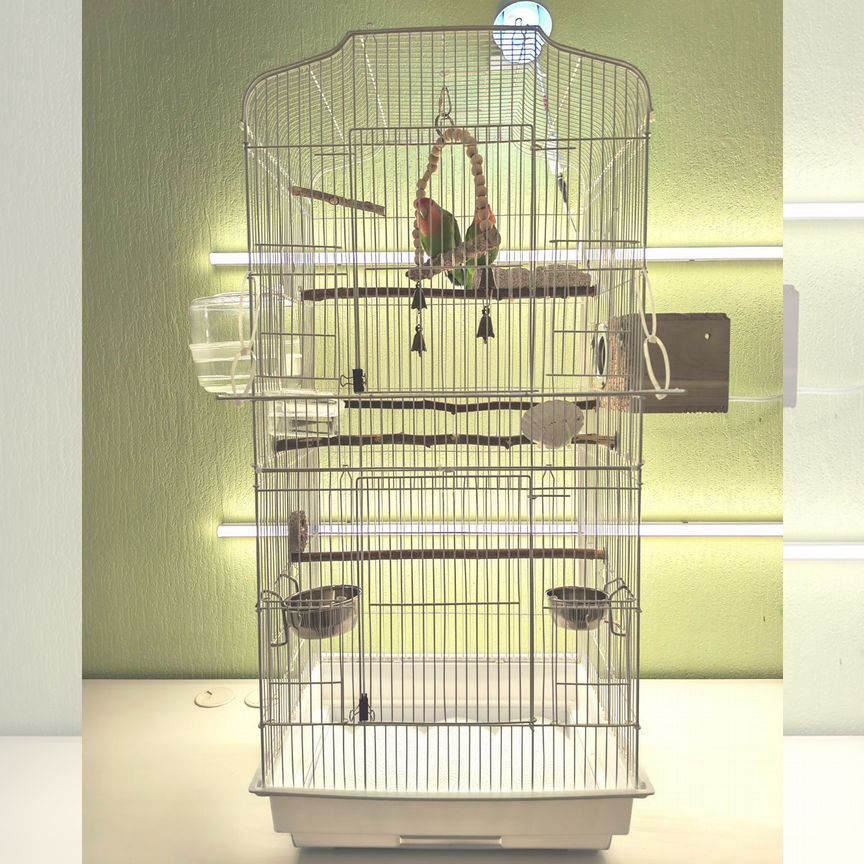 Попугай. Розовощëкие неразлучники