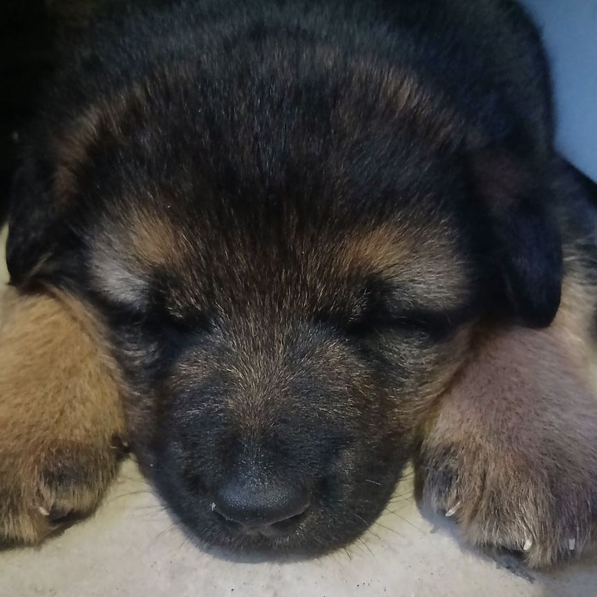 Немецкая овчарка, щенок