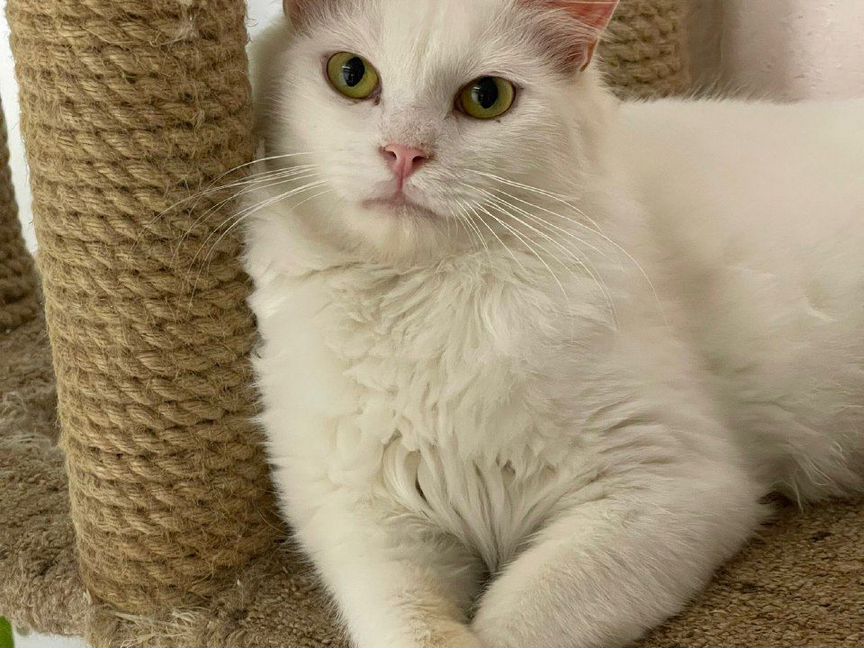 Котик в добрые руки
