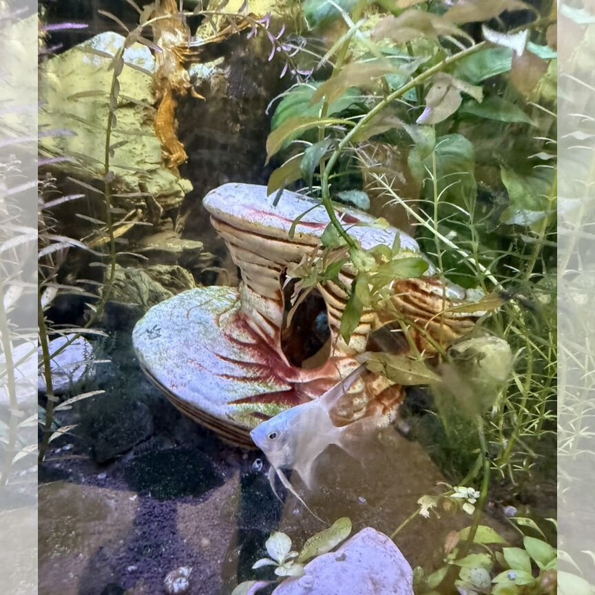 Рыба скалярия