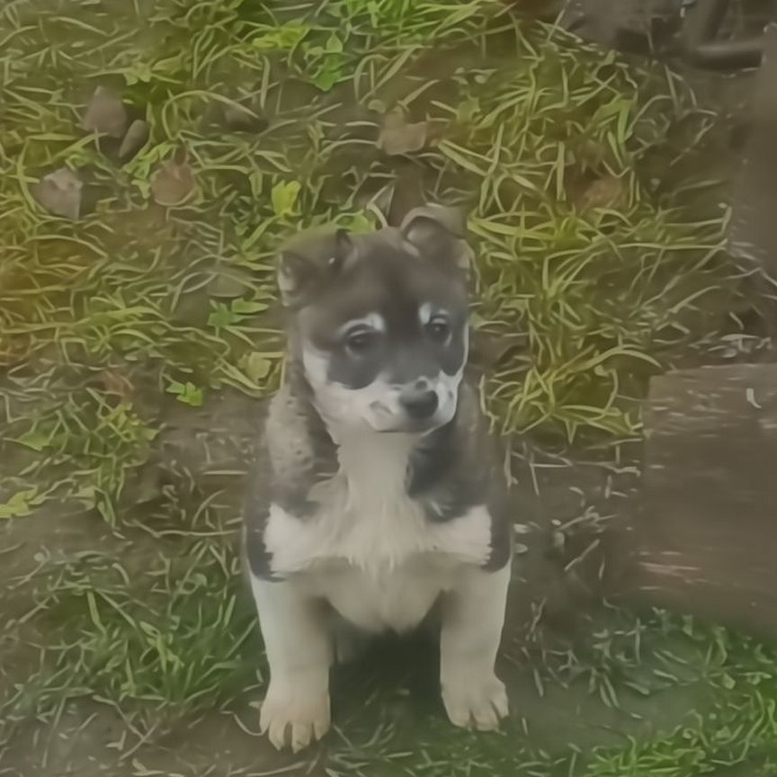 Щенок в добрые руки