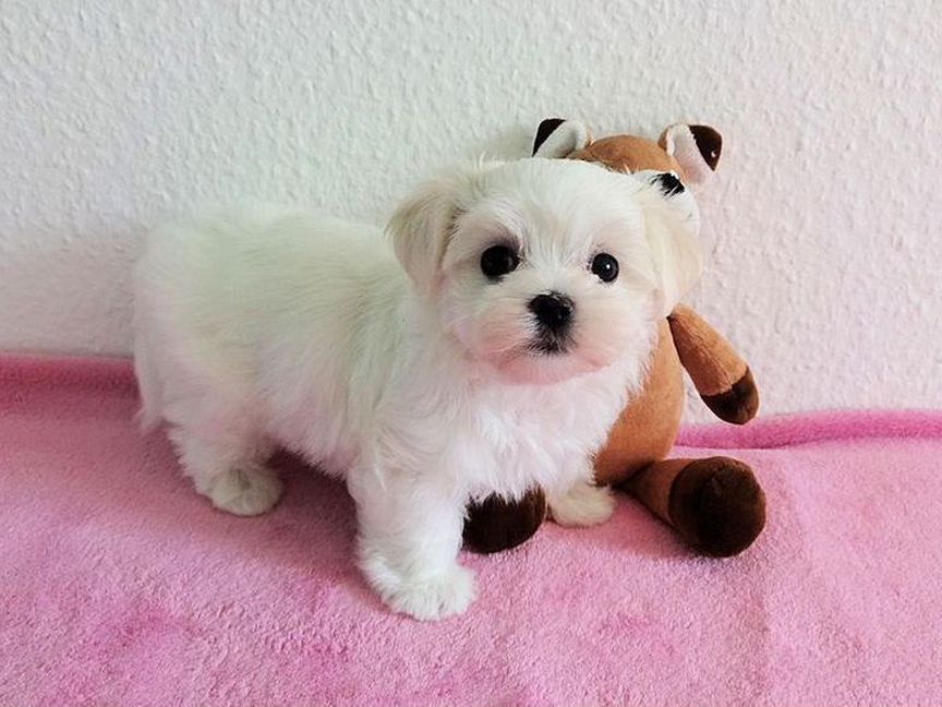 Мальтийская болонка