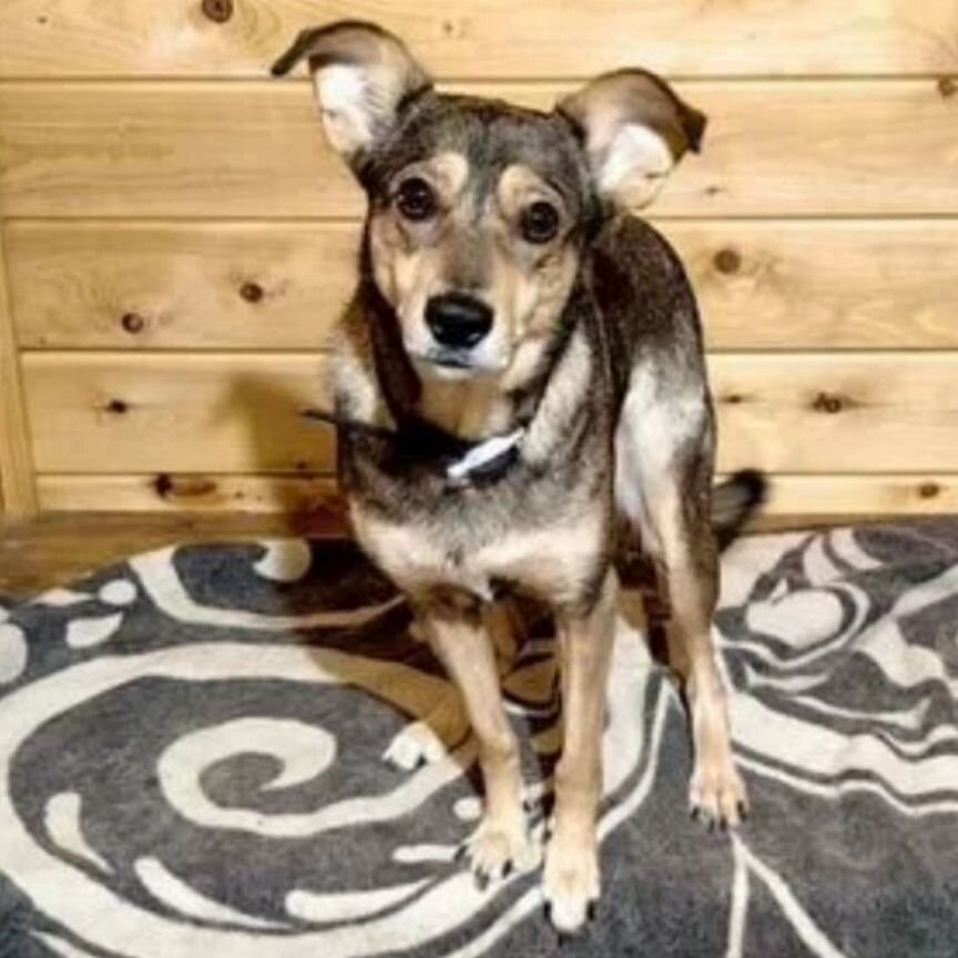 Взрослая собака в добрые руки