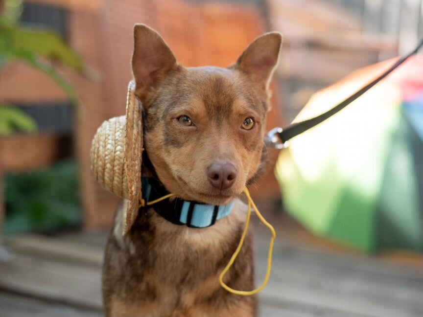 Отто в добрые руки