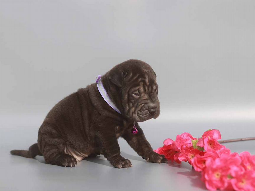 Шарпейчик мальчик на диванчик