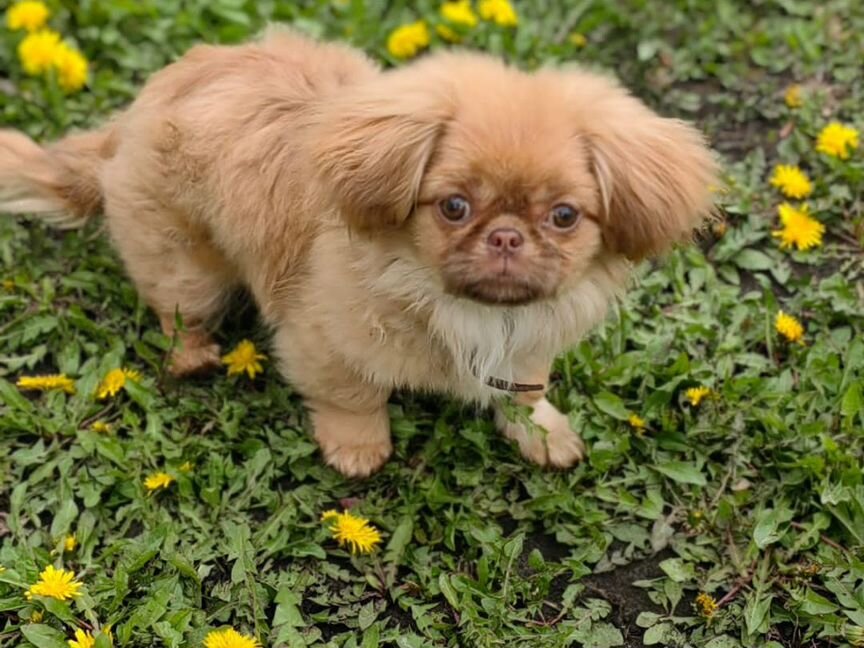 Девочка пекинес