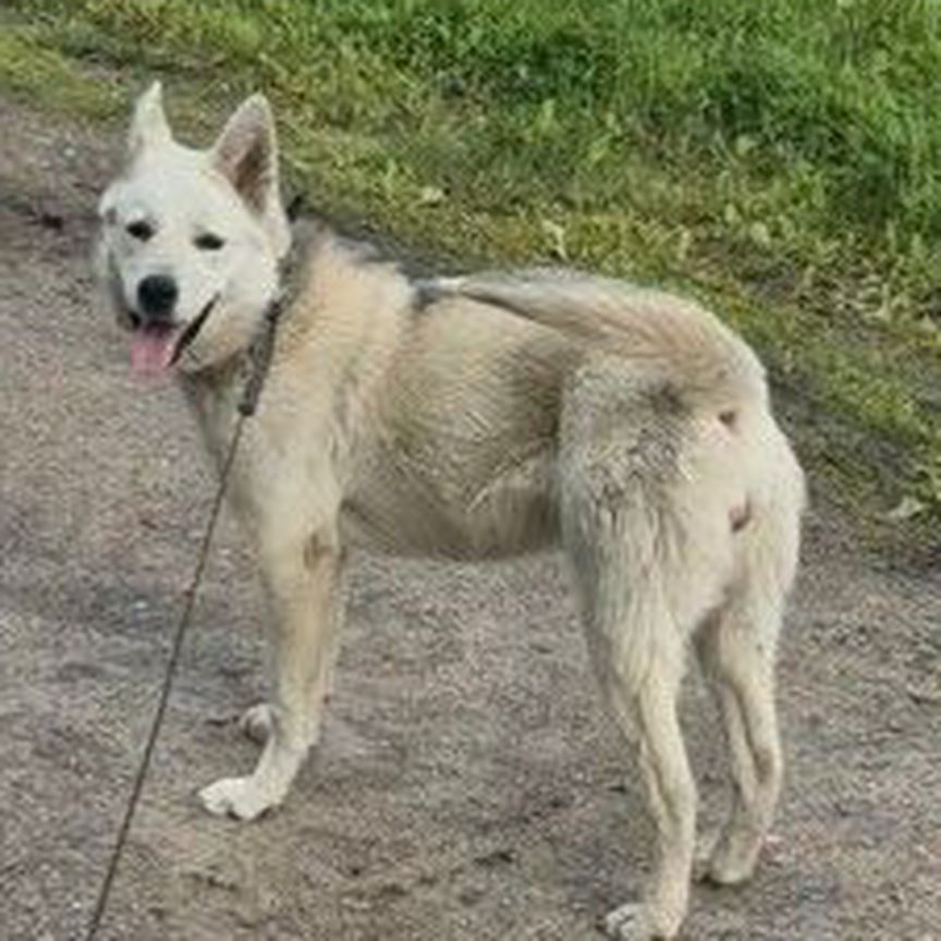 Взрослая собака в добрые руки