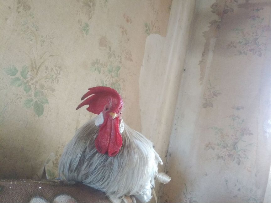 Птицы домашние куры