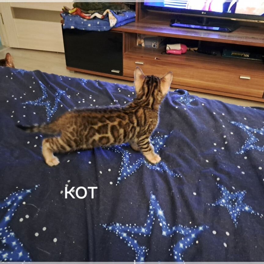 Бенгальские котята