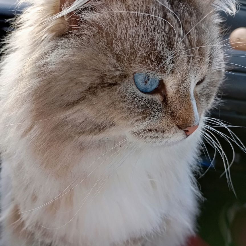 Кот на вязку