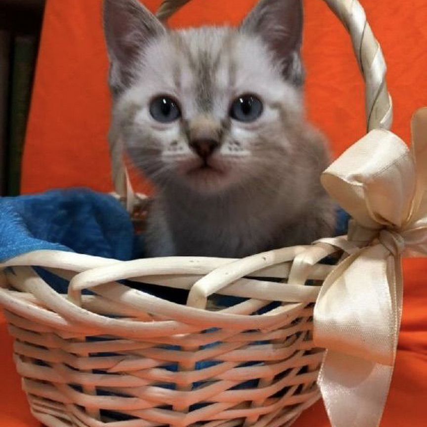 Тайкие котята