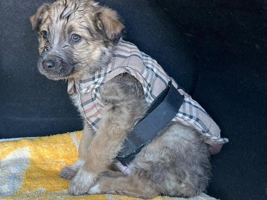 Щенок в добрые руки бесплатно