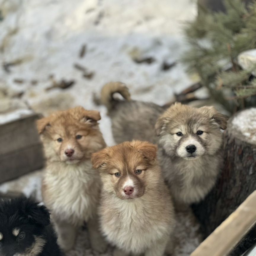 Домашние животные, собаки, щенки