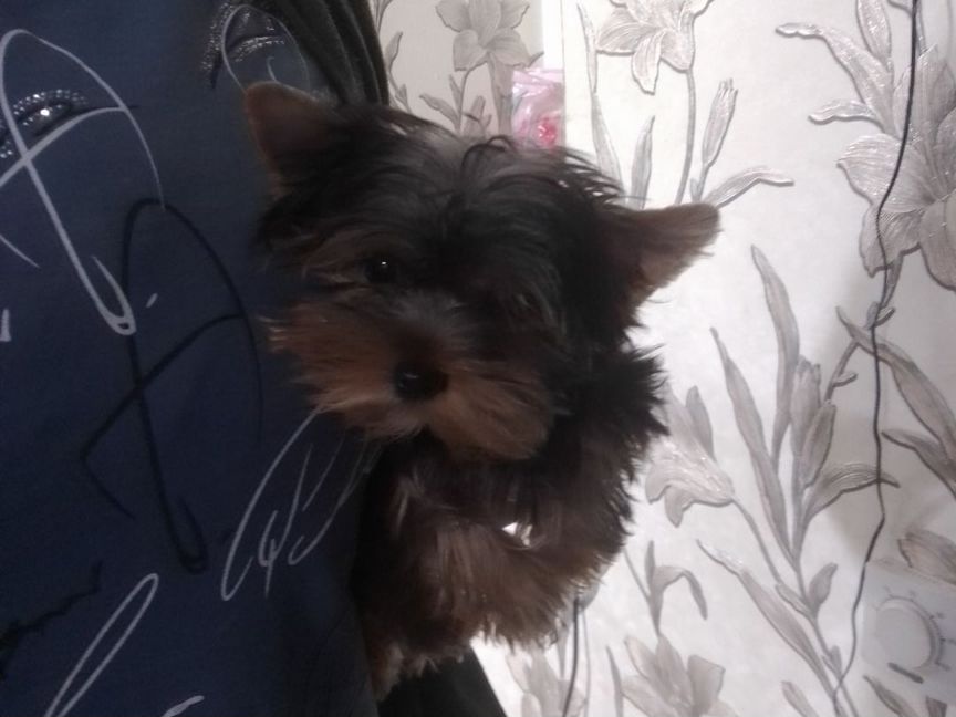 Девочка мини