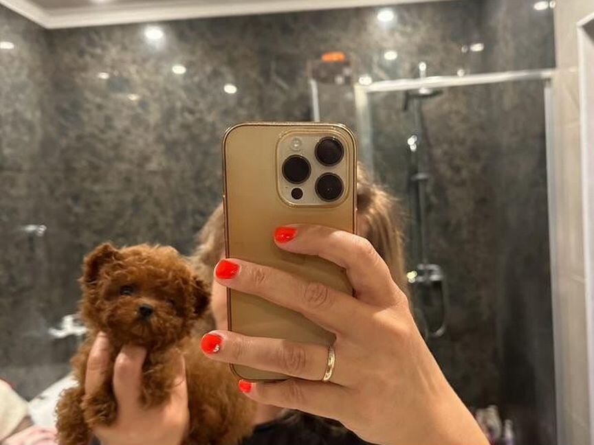 Мальтипу микро teacup teddy poodle girls WOW baby
