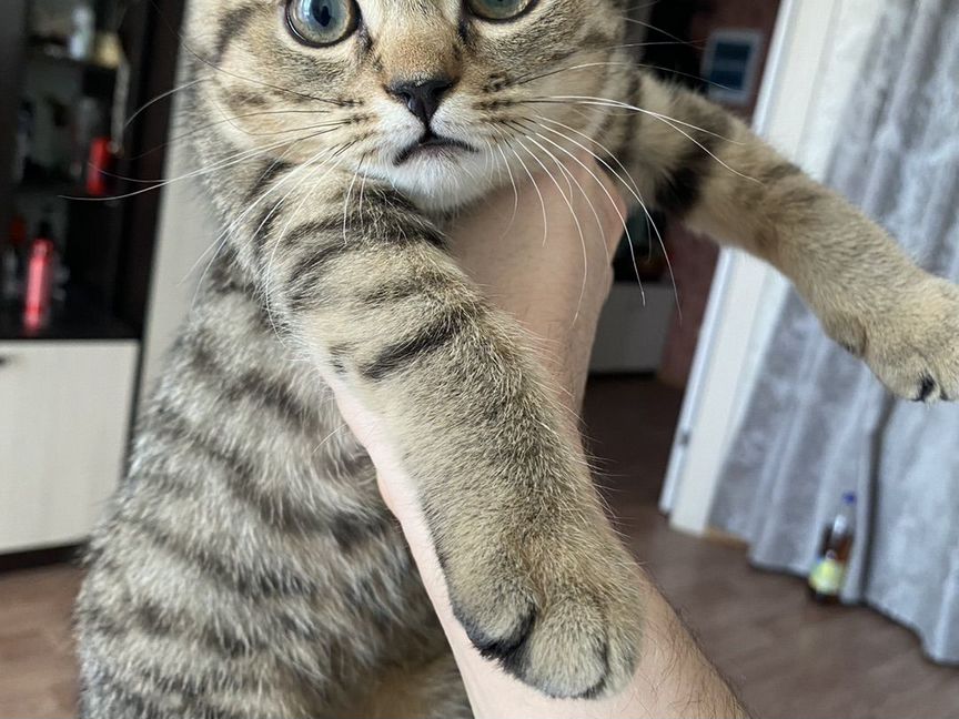 Британская кошка