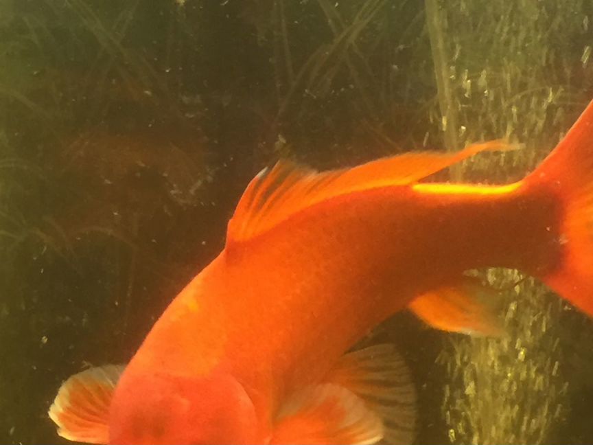 Карп кои отдам